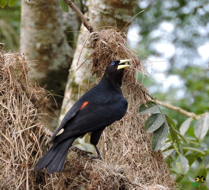 Birding Iguazu | Birding in a natural wonder!