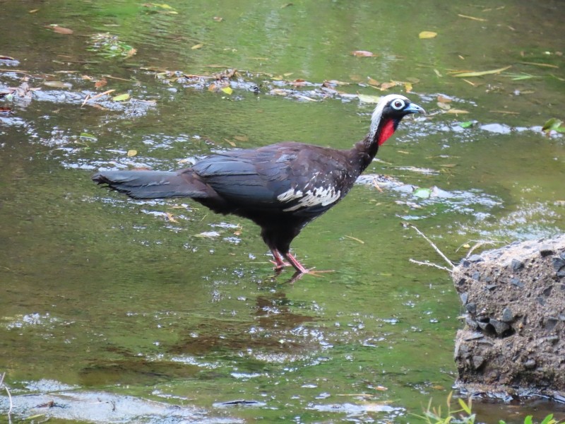 Birding Iguazu | Birding in a natural wonder!