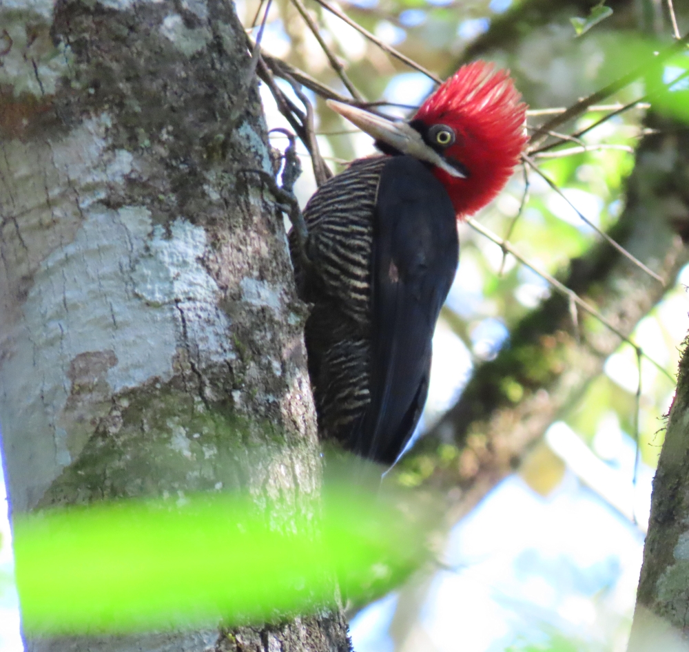 Birding Iguazu | Birding in a natural wonder!