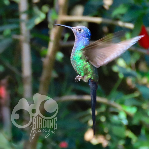 Birding Iguazu | Birding in a natural wonder!
